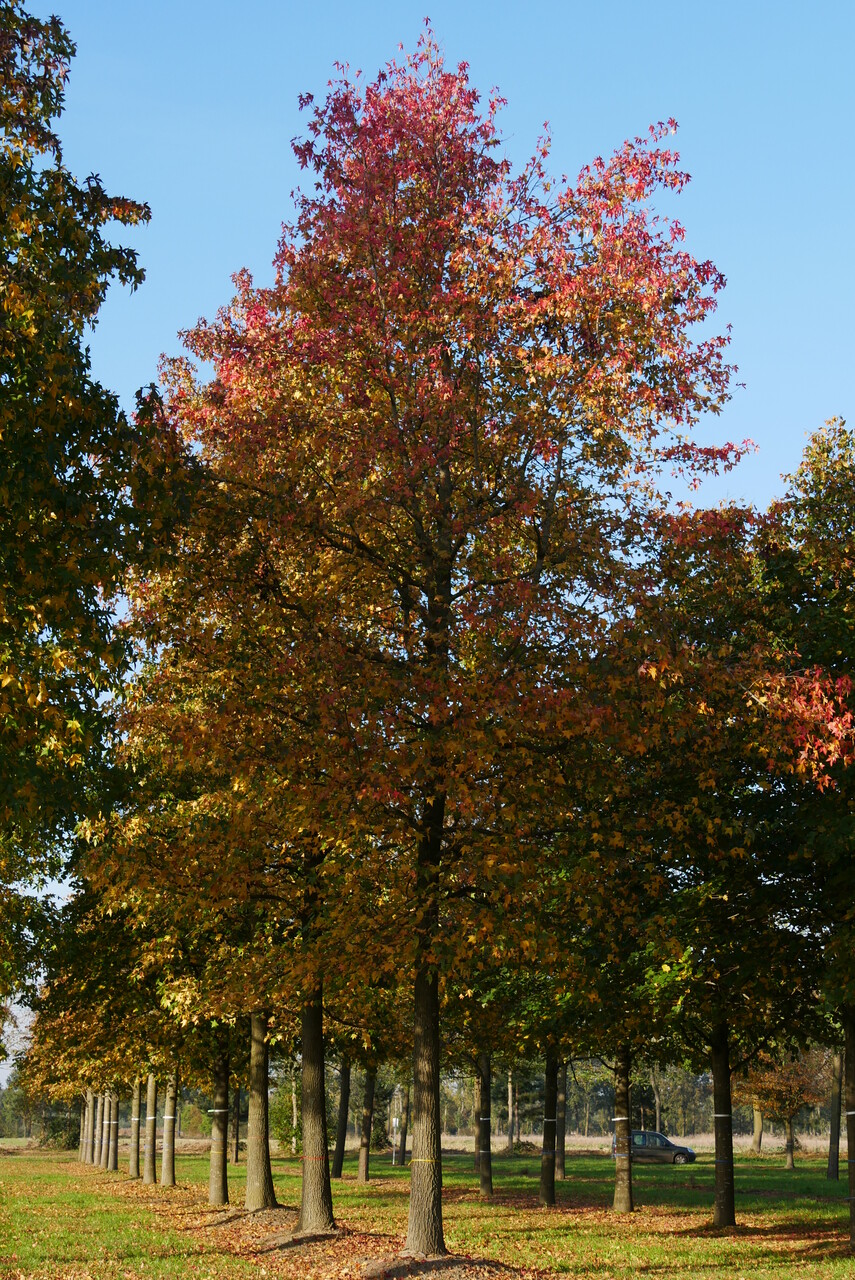 Liquidambar styraciflua | Amberboom - Van den Berk Boomkwekerijen